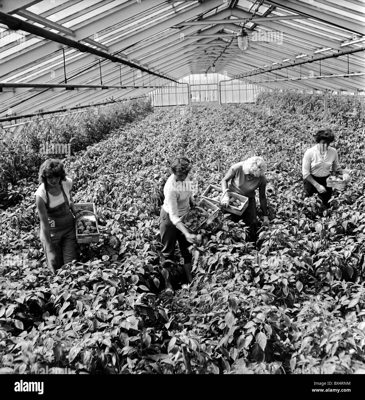 Collective Farm, harvest, pepper, hard work Stock Photo - Alamy