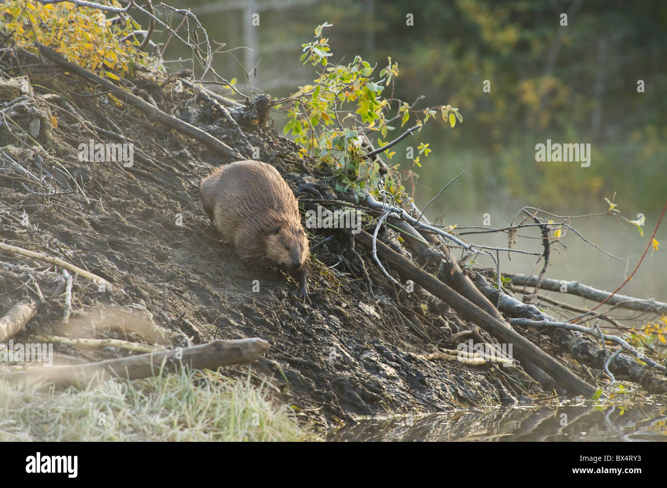 A beaver walking down the side of his lodge Stock Photo - Alamy