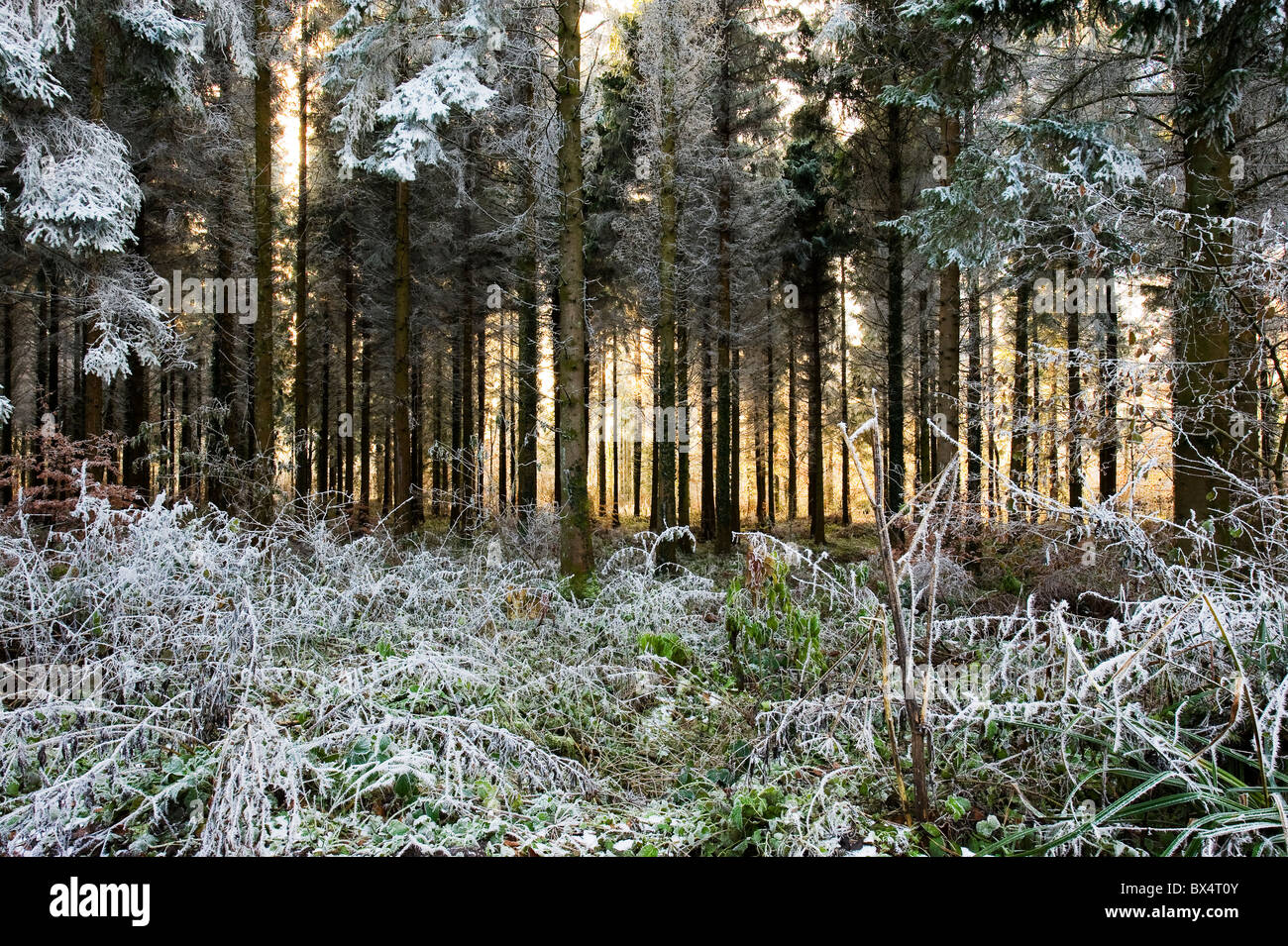 Winter scenes in Somerset, England, UK. Frosty fields and frozen mixed ...