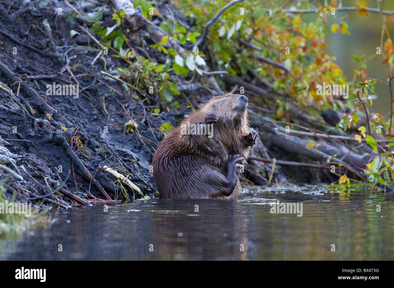 An adult beaver sitting on his butt and scratching under his chin Stock ...