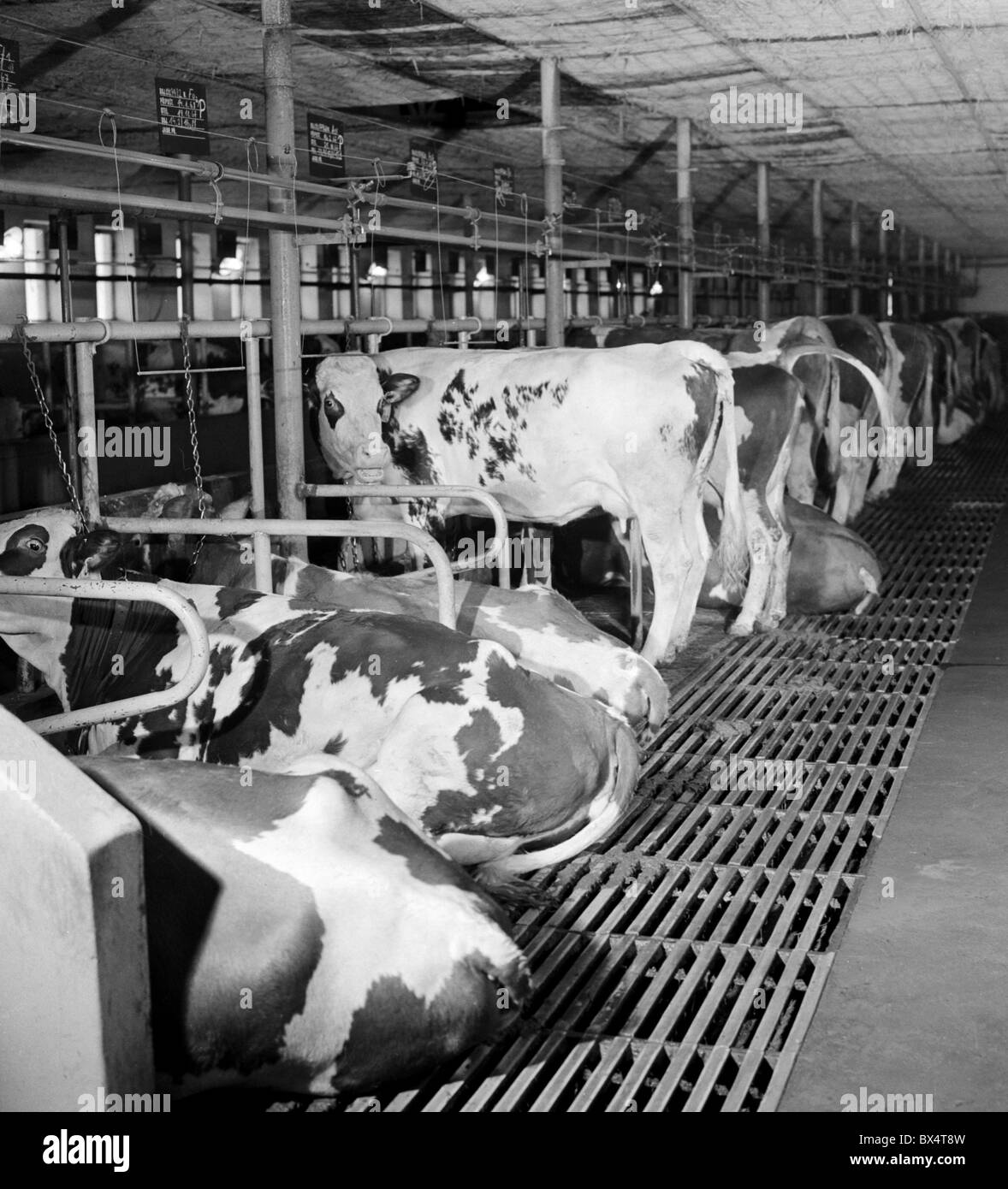 Cowshed with dung disposal grid at farm in Zakupy, February 1968. CTK ...