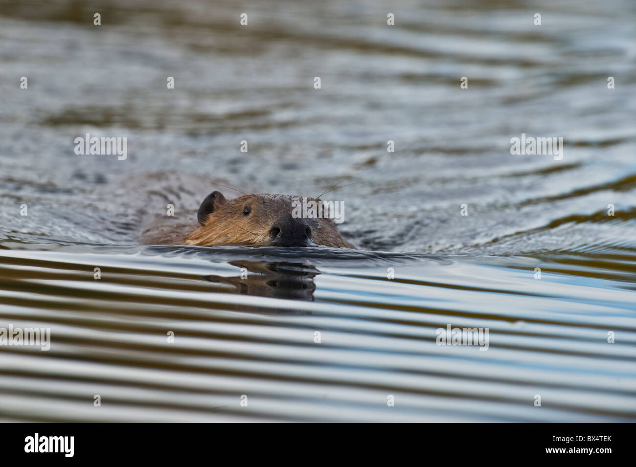 A wild beaver swimming Stock Photo - Alamy