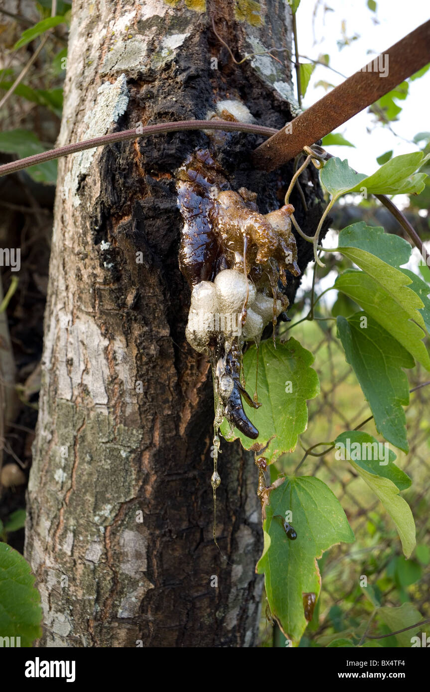 Sap detail hi-res stock photography and images - Alamy