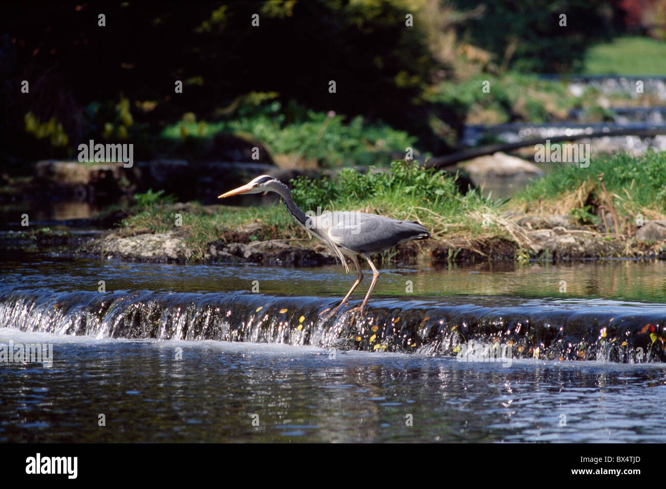 Grey heron ireland hi-res stock photography and images - Alamy