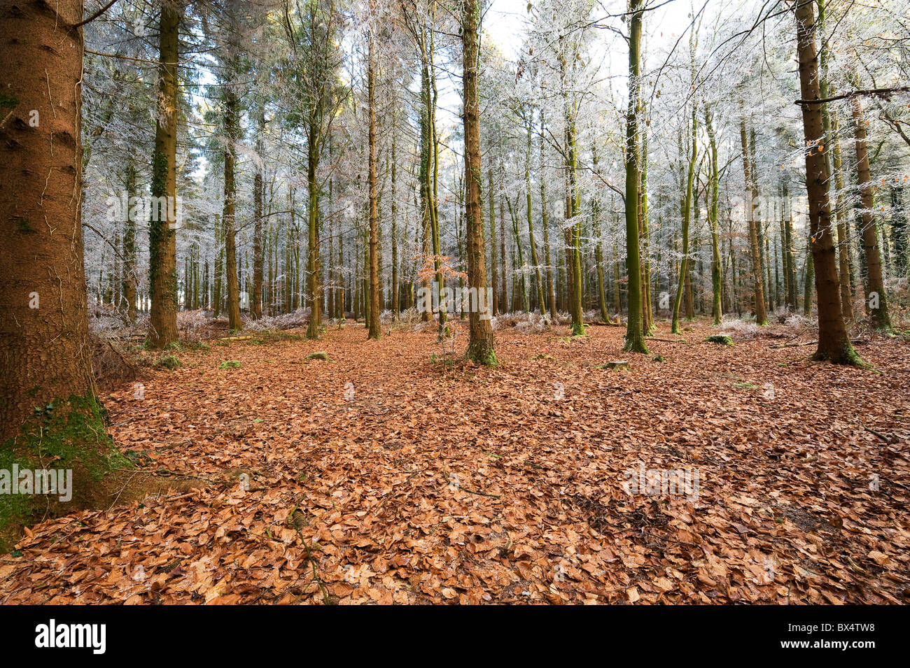 Winter scenes in Somerset, England, UK. Frosty fields and frozen mixed ...