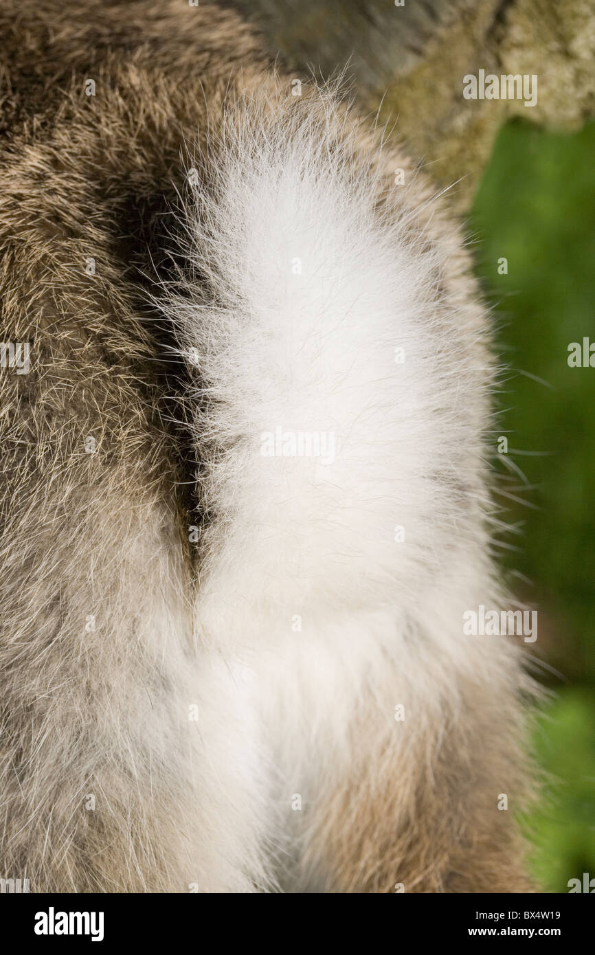 Rabbit Oryctolagus cuniculus Tail or scut or bob Stock Photo - Alamy