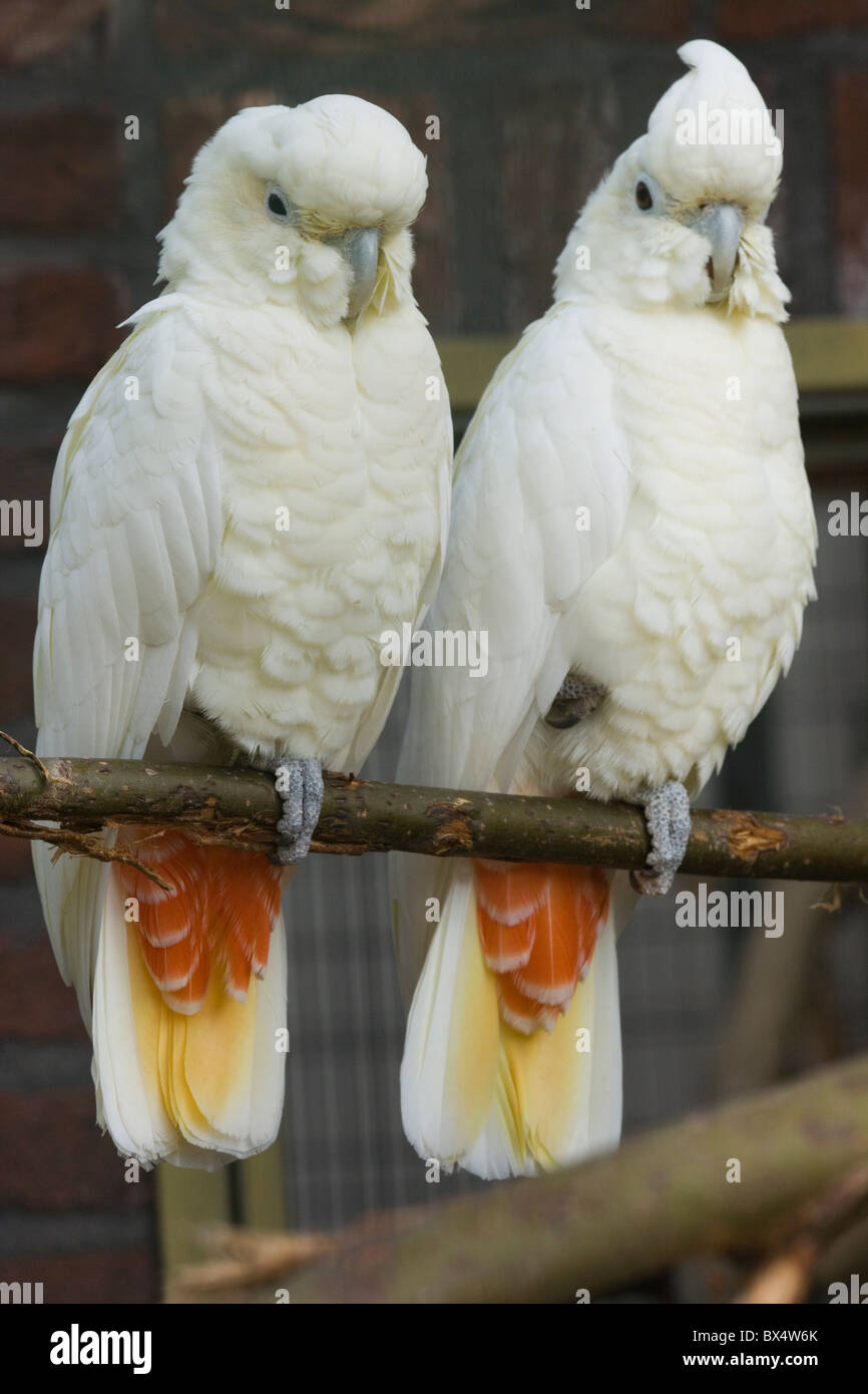 Philippines or Red-vented Cockatoos (Cacatua haematuropygia). Pair ...
