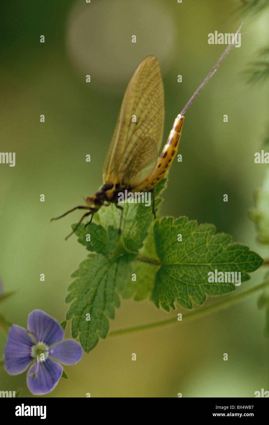 Close-Up Of Mayfly As Bait Stock Photo - Alamy