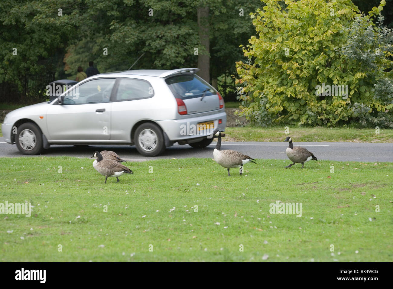 Canada Geese Branta canadensis. Having just crossed a busy road from a ...