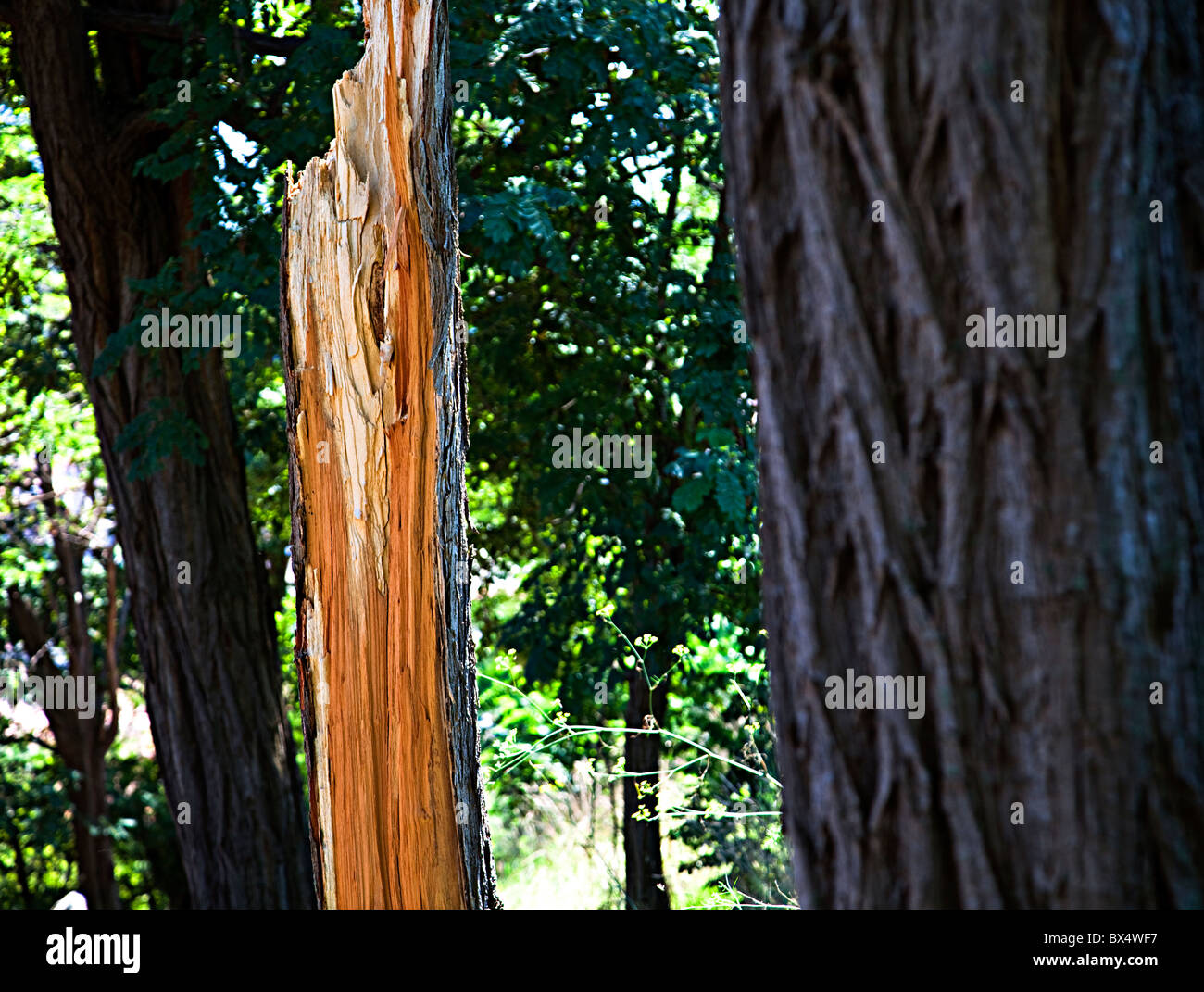 Splintered tree wood hi-res stock photography and images - Alamy