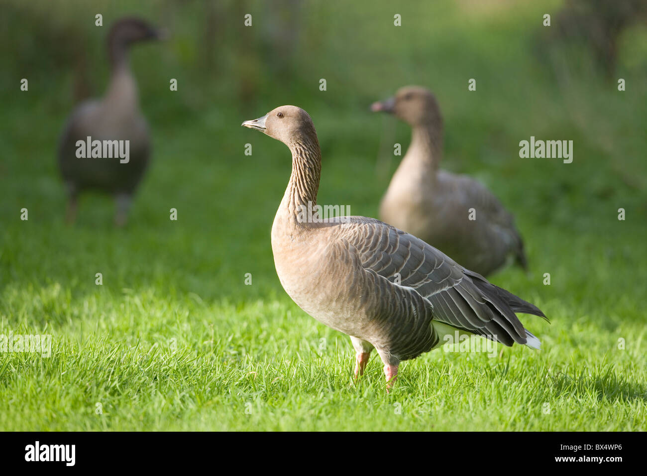 Pink-footed Geese (Anser brachyrhynchus). On grass pasture ...