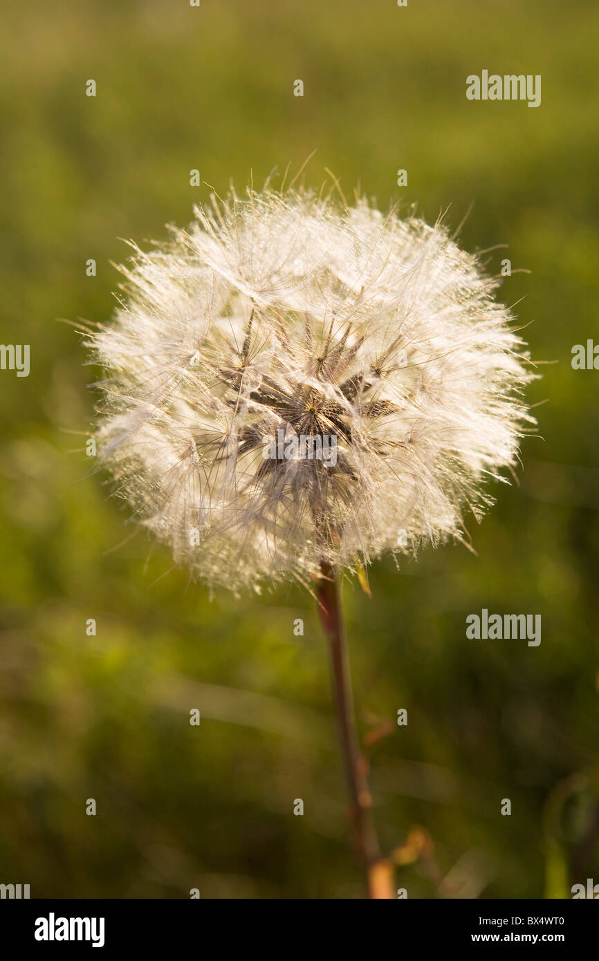 Beautiful dandelion flower blossoming in hi-res stock photography and ...