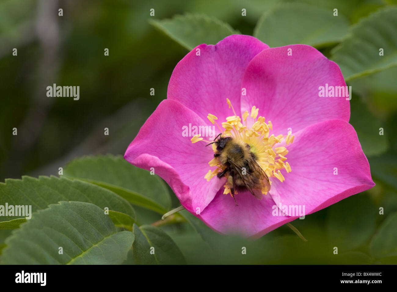 Calgary bee hi-res stock photography and images - Alamy