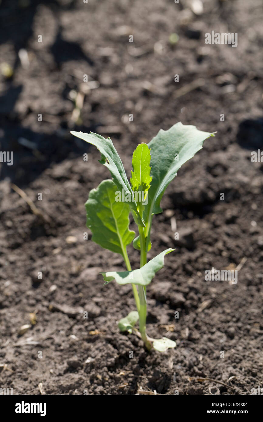 Single Canola Seedling Plant; Alberta, Canada Stock Photo - Alamy