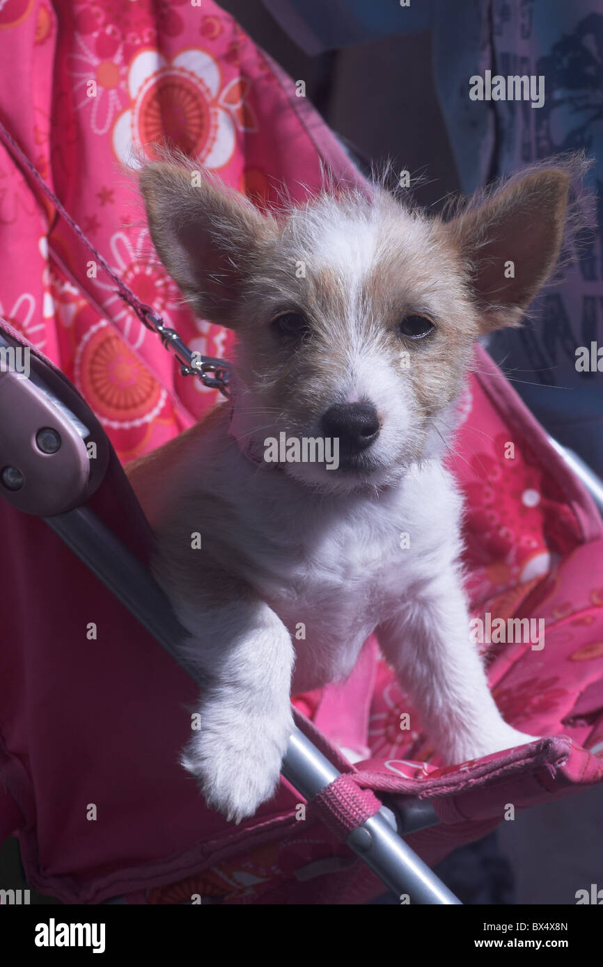 Dog In Pram Stock Photos & Dog In Pram Stock Images - Alamy