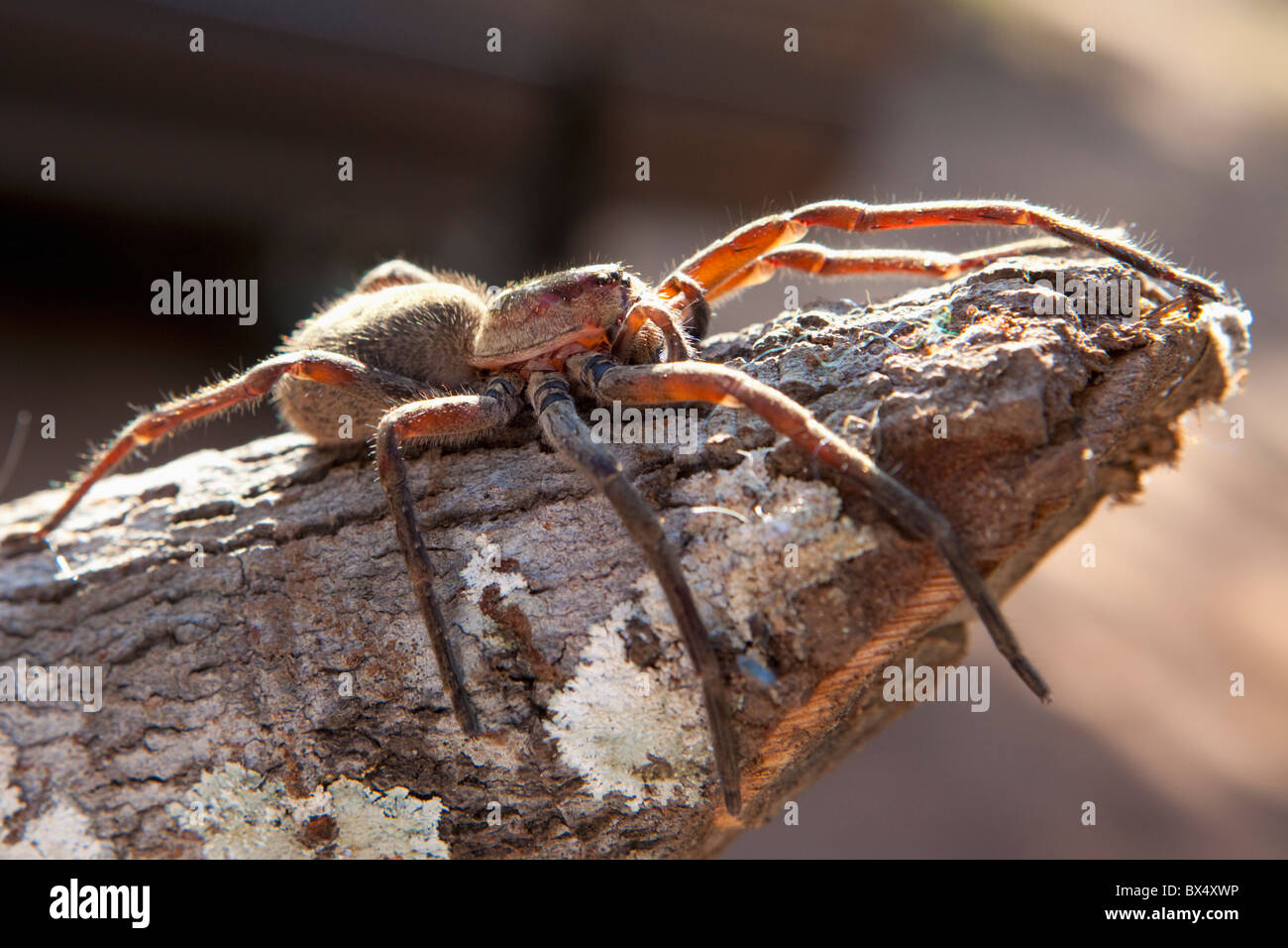 Theraphosidae hi-res stock photography and images - Alamy