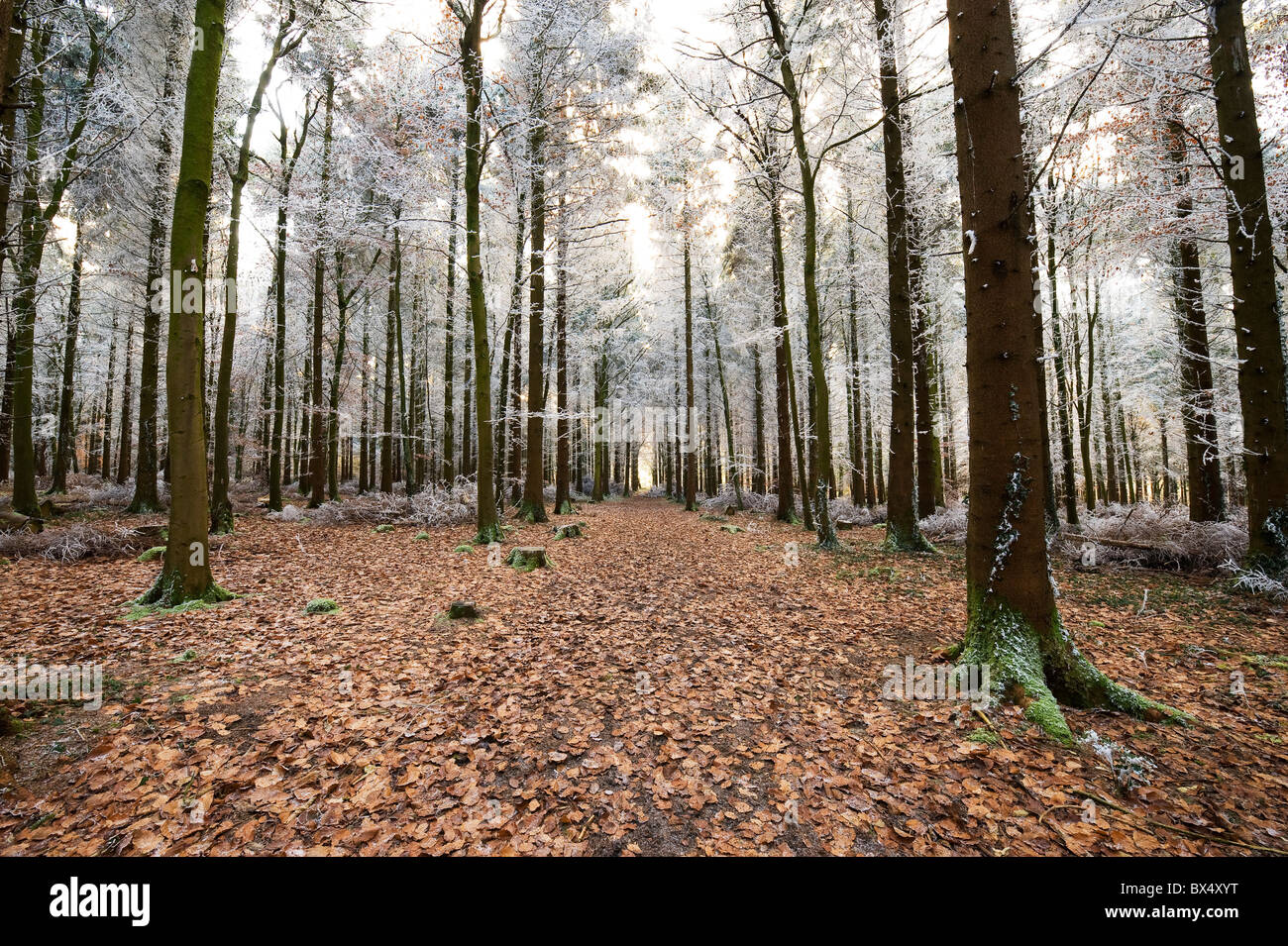 Winter scenes in Somerset, England, UK. Frosty fields and frozen mixed ...