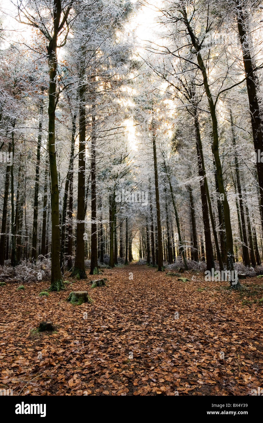 Winter scenes in Somerset, England, UK. Frosty fields and frozen mixed ...