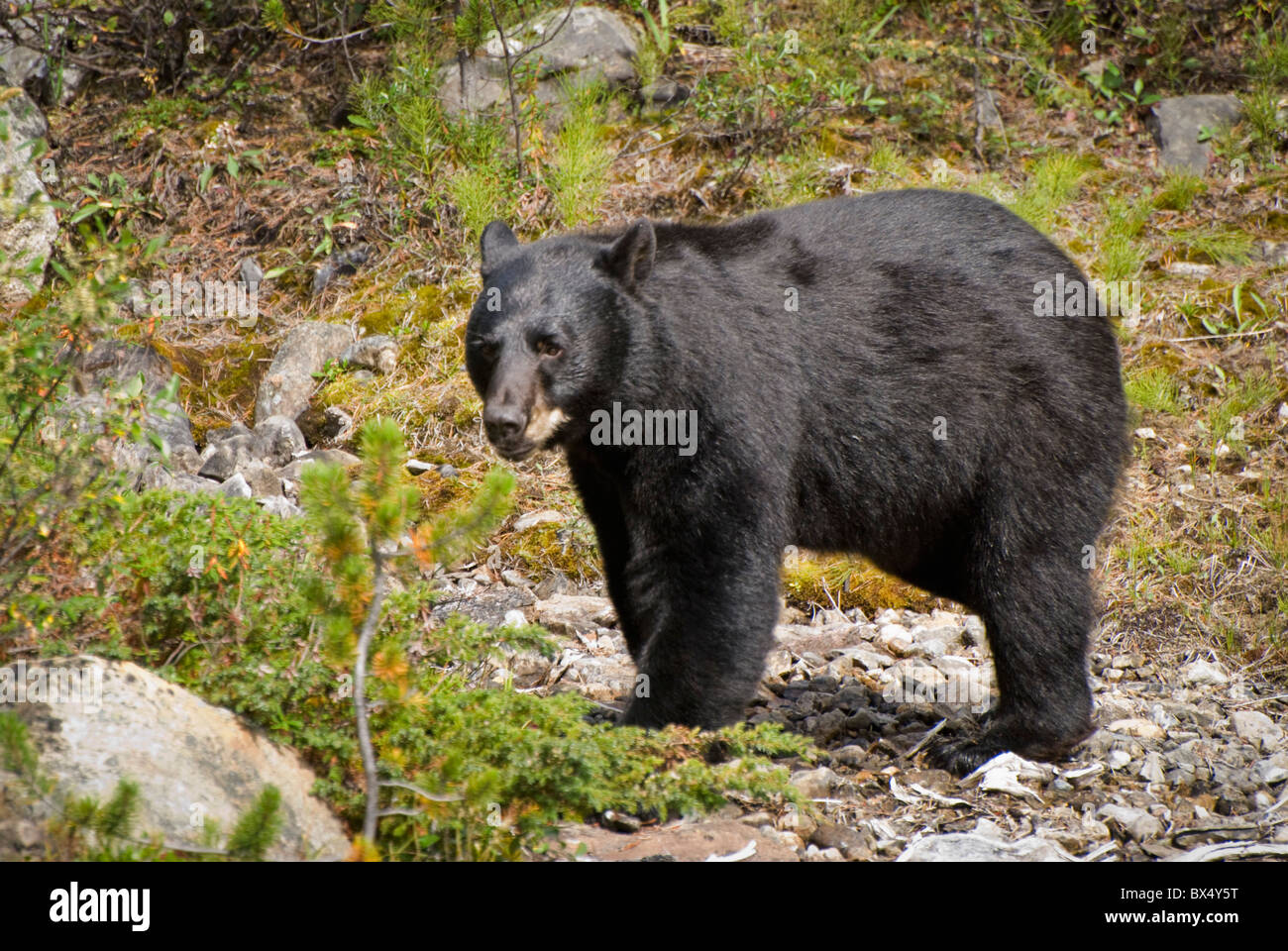 Black bear side view hi-res stock photography and images - Alamy