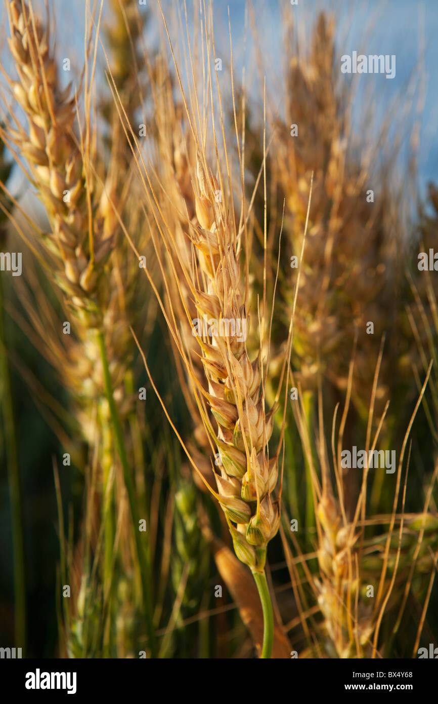 A Wheat Head In A Field At Sunrise; Alberta, Canada Stock Photo - Alamy