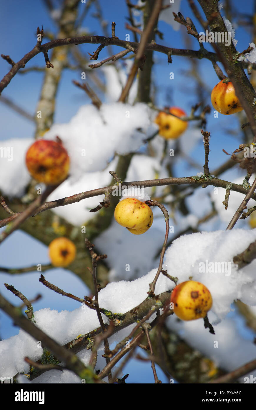 Apple tree in winter Stock Photo - Alamy