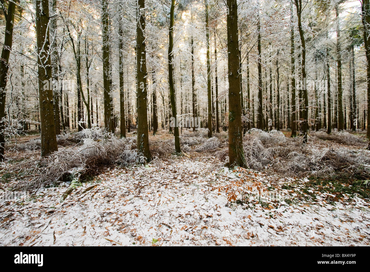 Winter scenes in Somerset, England, UK. Frosty fields and frozen mixed ...