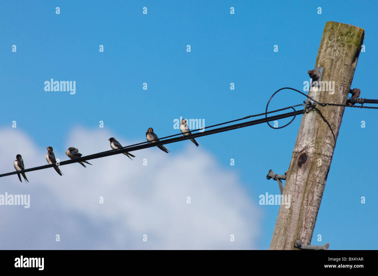 Birds Sitting On An Electrical Wire Stock Photo - Alamy