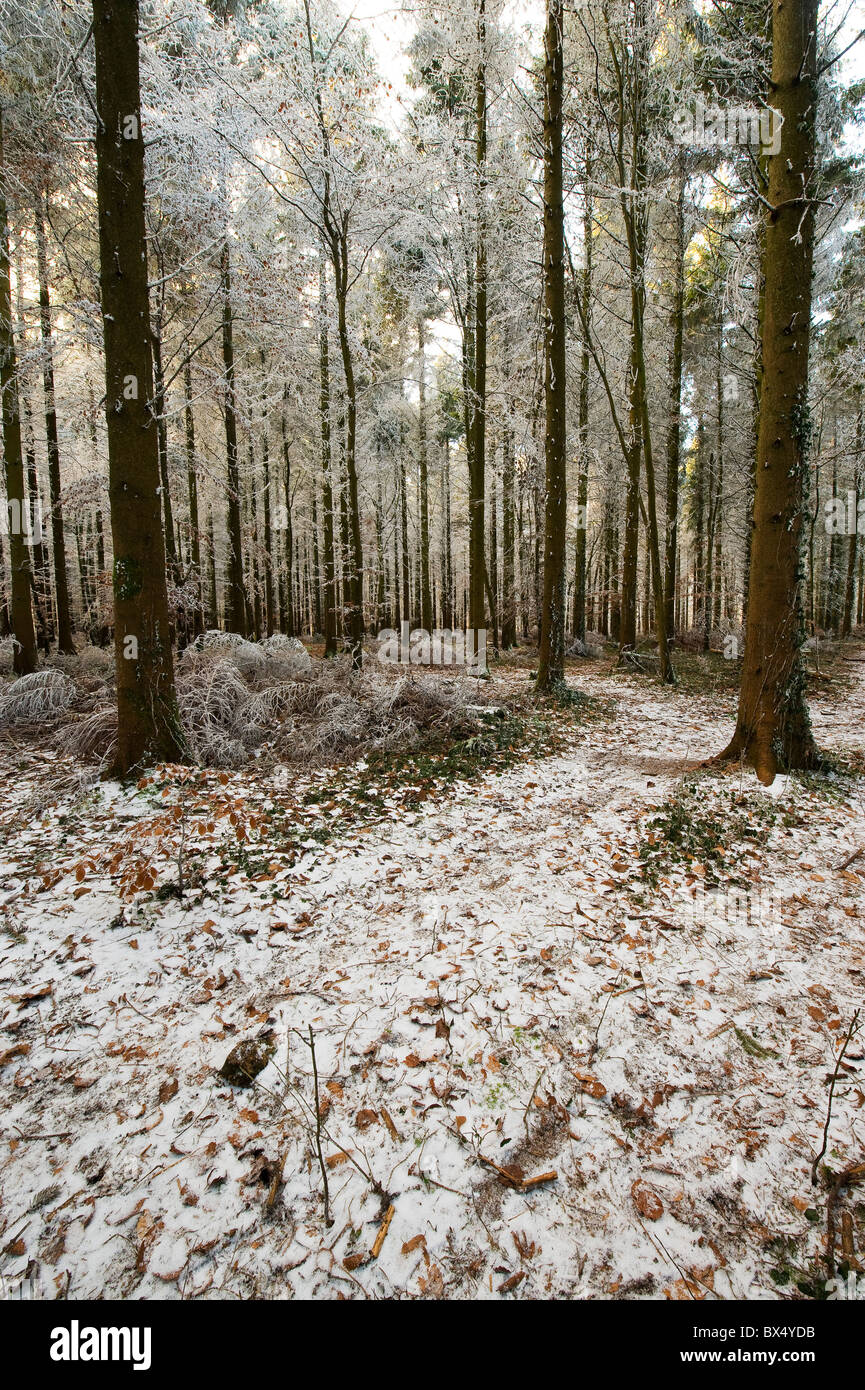 Winter scenes in Somerset, England, UK. Frosty fields and frozen mixed ...