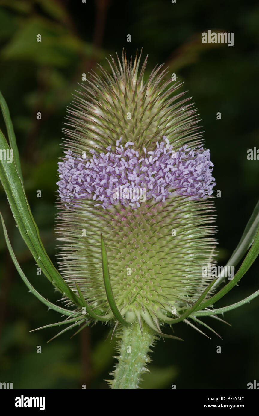 Dipsacus fullonum Wild Teasel Stock Photo - Alamy