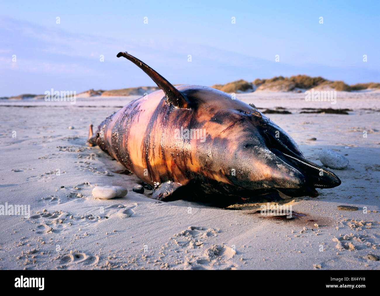 Environment dolphin dead hi-res stock photography and images - Alamy
