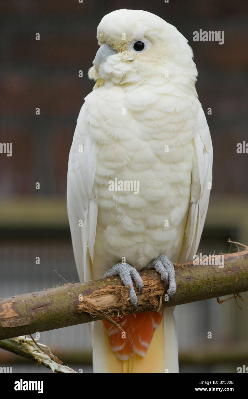 Philippines or Red-vented Cockatoos (Cacatua haematuropygia Stock Photo ...