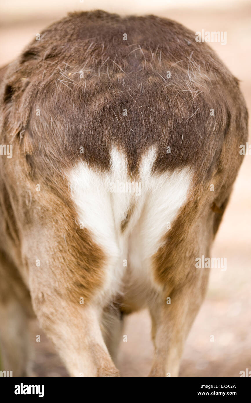 Deer rump hi-res stock photography and images - Alamy