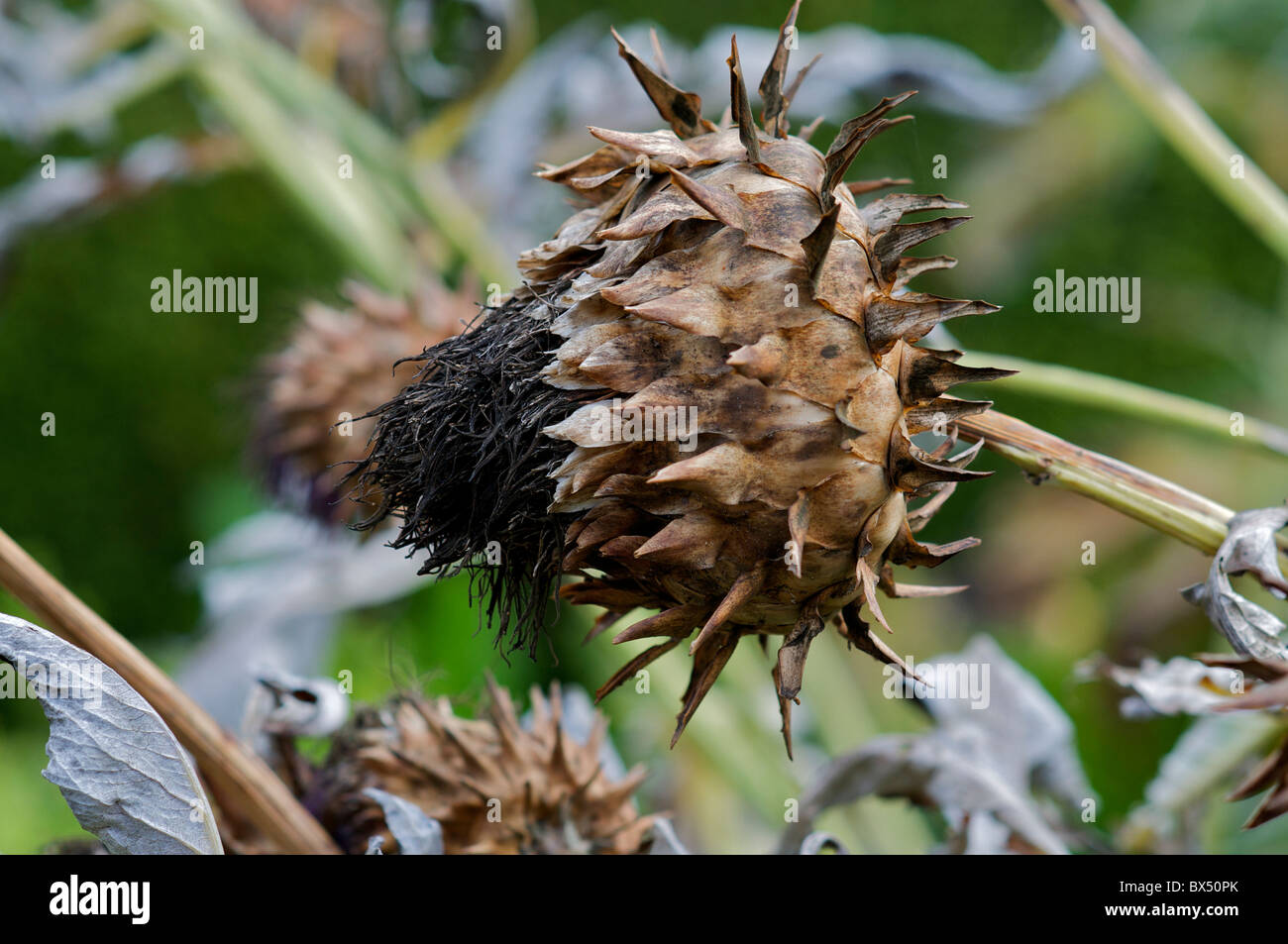 Thistle head (Hardwick Hall, Derbyshire, England Stock Photo - Alamy