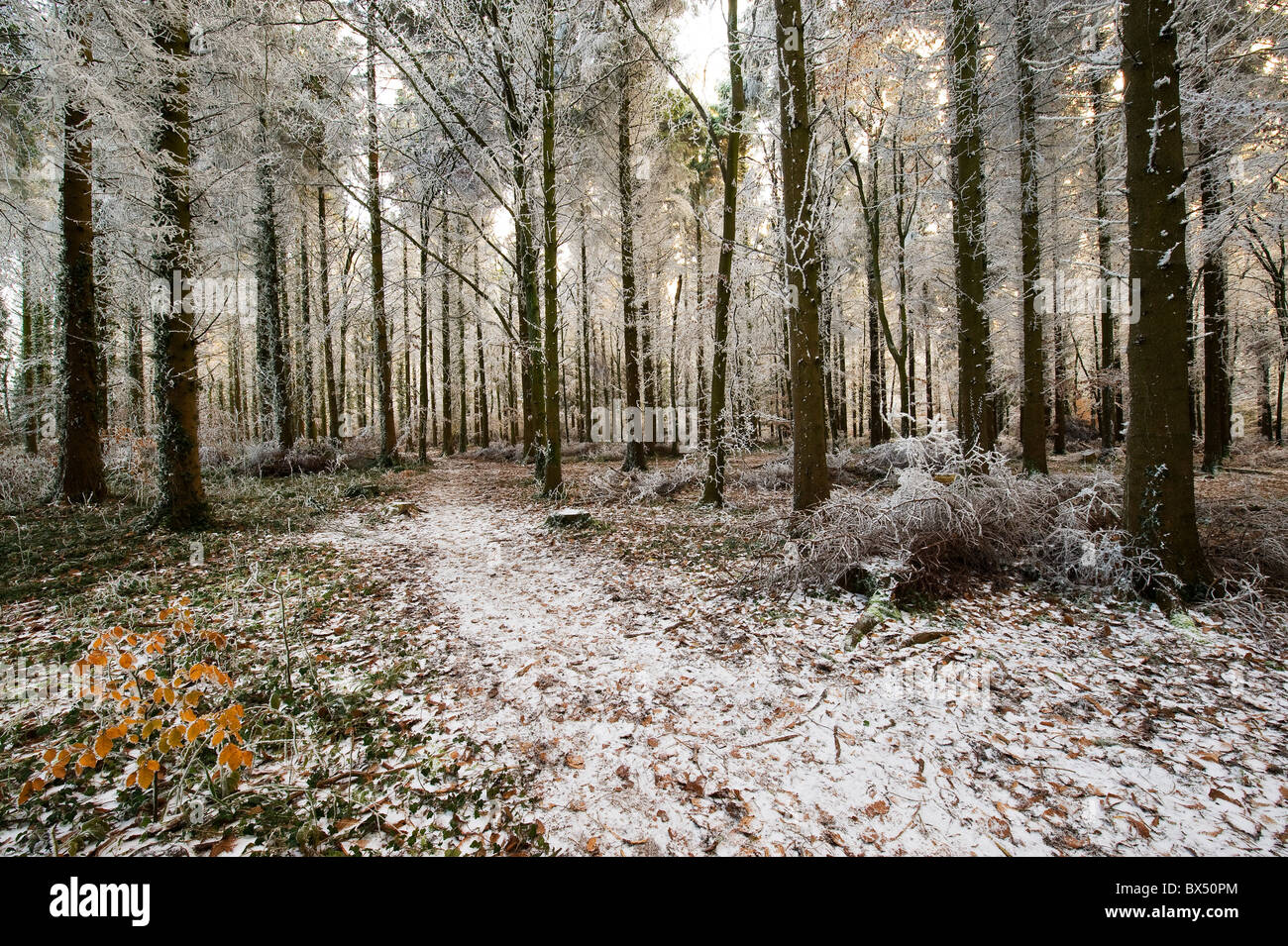 Winter scenes in Somerset, England, UK. Frosty fields and frozen mixed ...