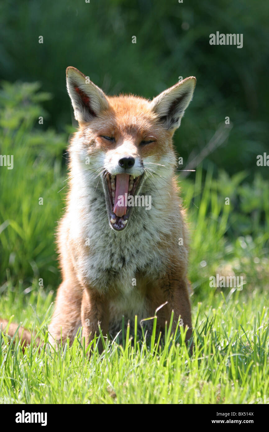 British Fox Yawning Stock Photo - Alamy