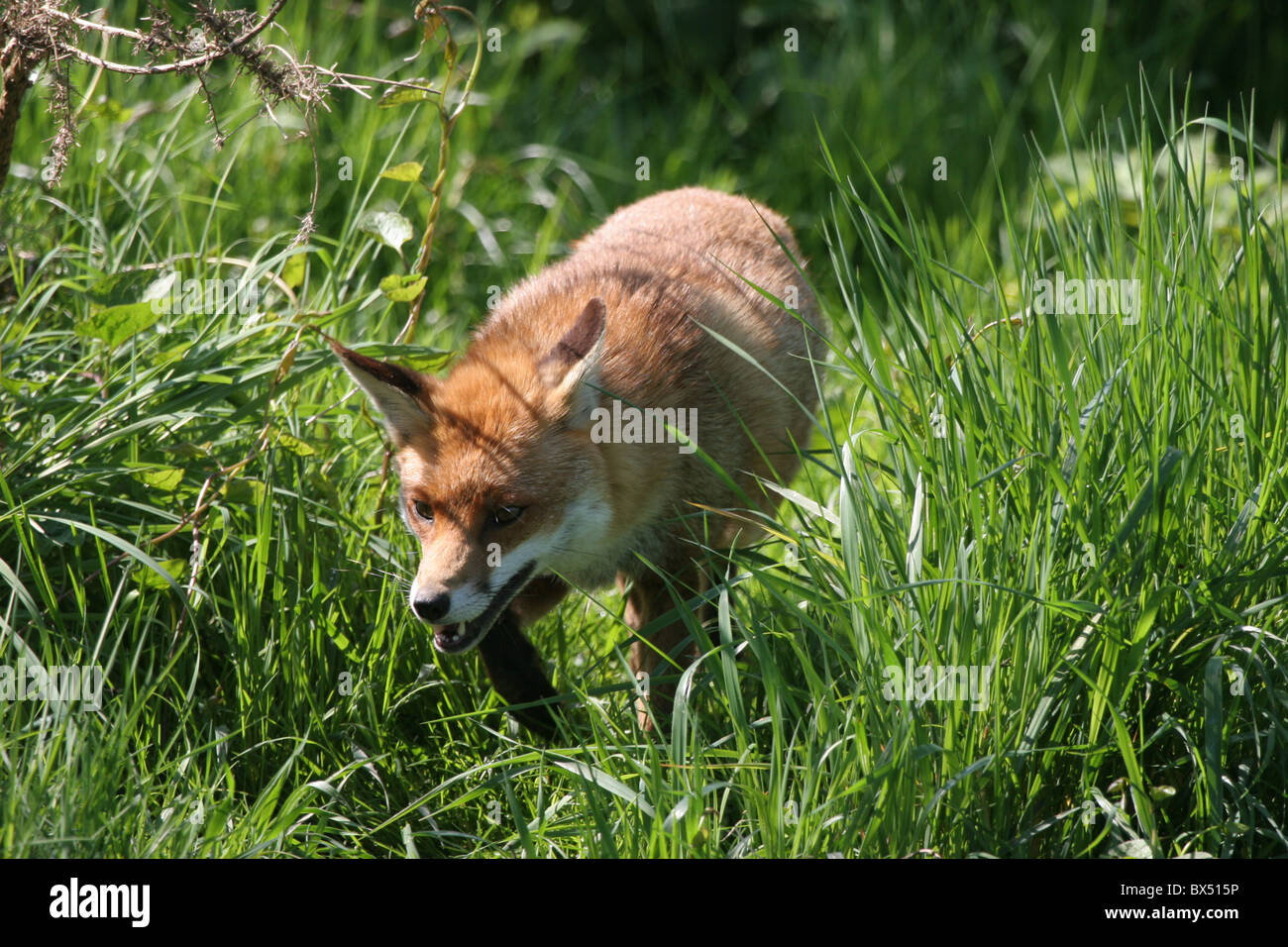 British Fox in grassland Stock Photo - Alamy
