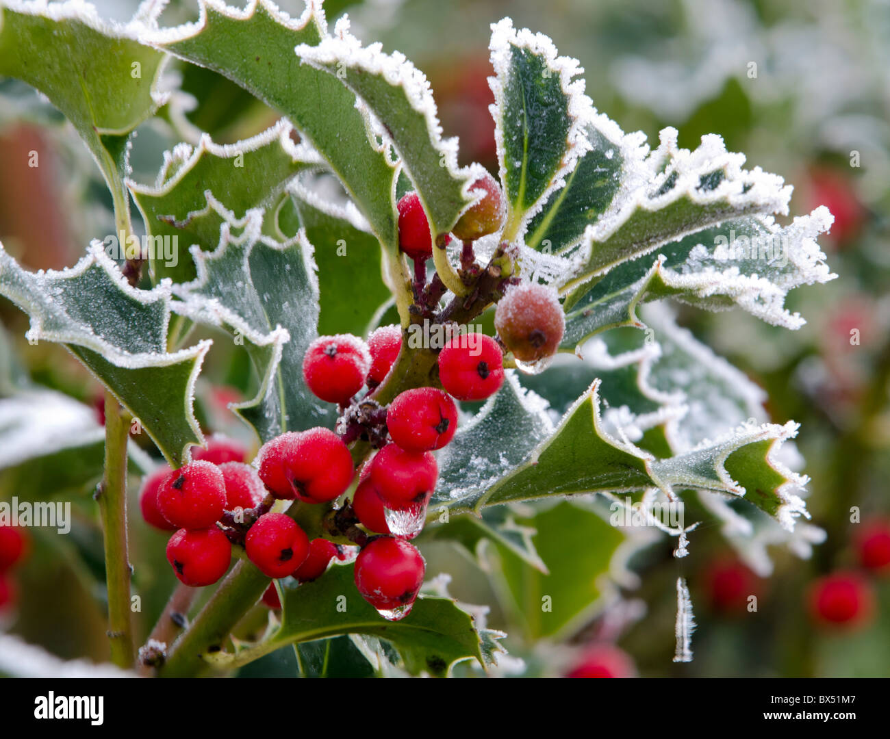 Holly snow hi-res stock photography and images - Alamy