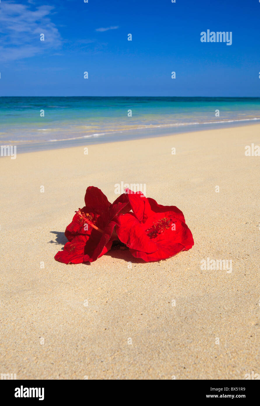 two red hibiscus flowers on the sand by the ocean's edge in hawaii ...