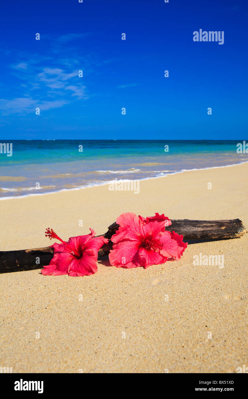 Two hibiscus hi-res stock photography and images - Alamy