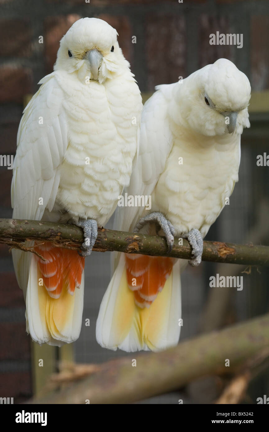 Cockatoo breeding pair hi-res stock photography and images - Alamy