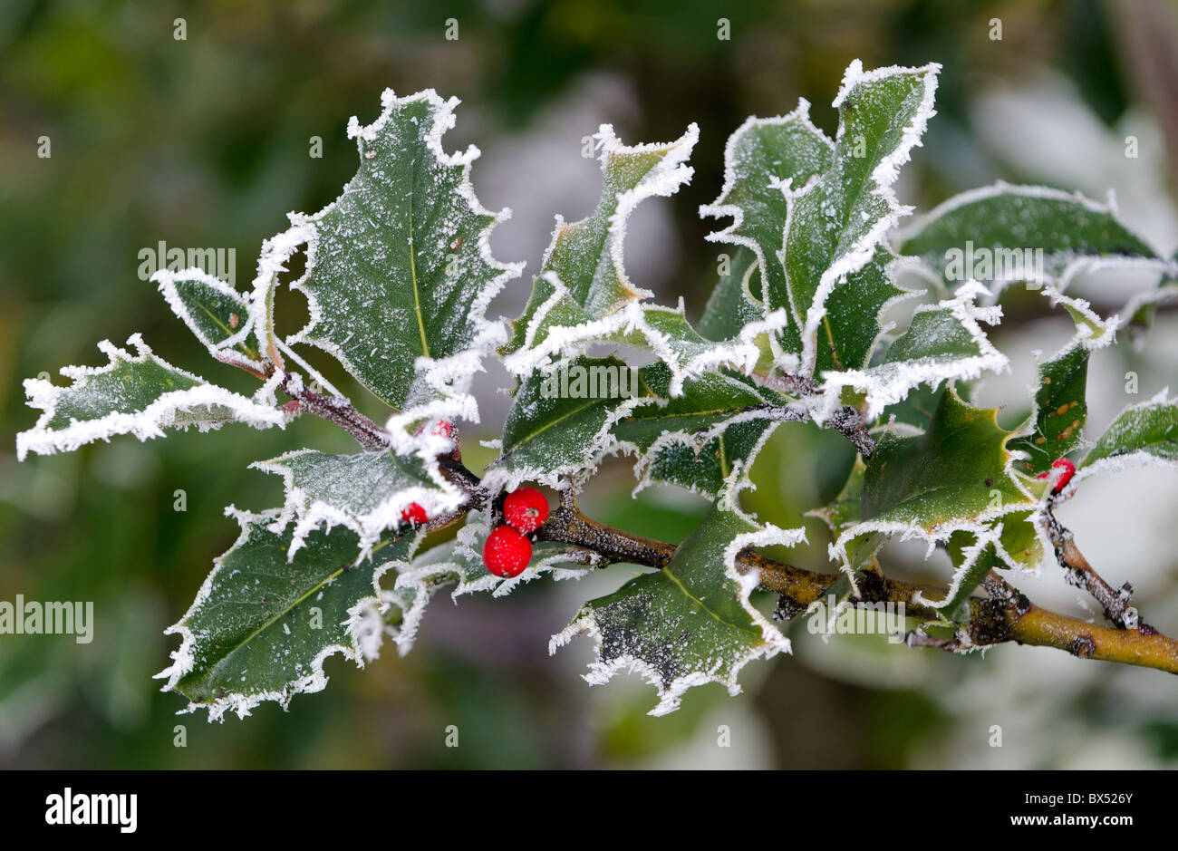 Holly and berries in snow Stock Photo - Alamy