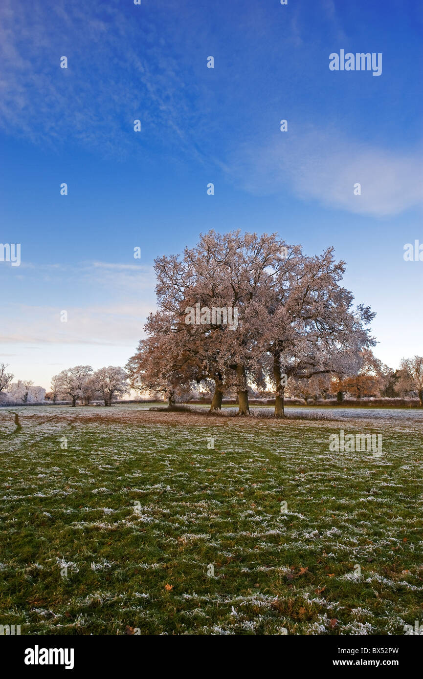 Winter scenes in Somerset, England, UK. Frosty fields and frozen mixed ...