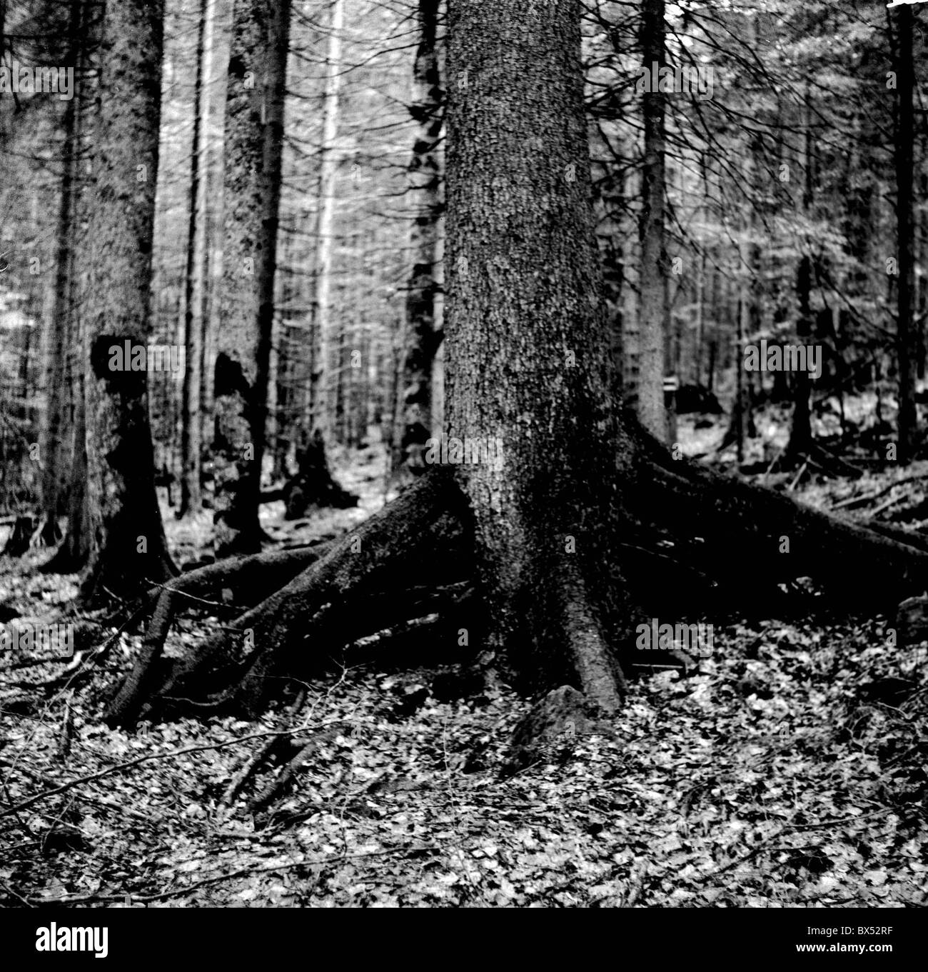 Czechoslovakia 1948. Sumava, old preserved forest at Boubin, a.k.a ...