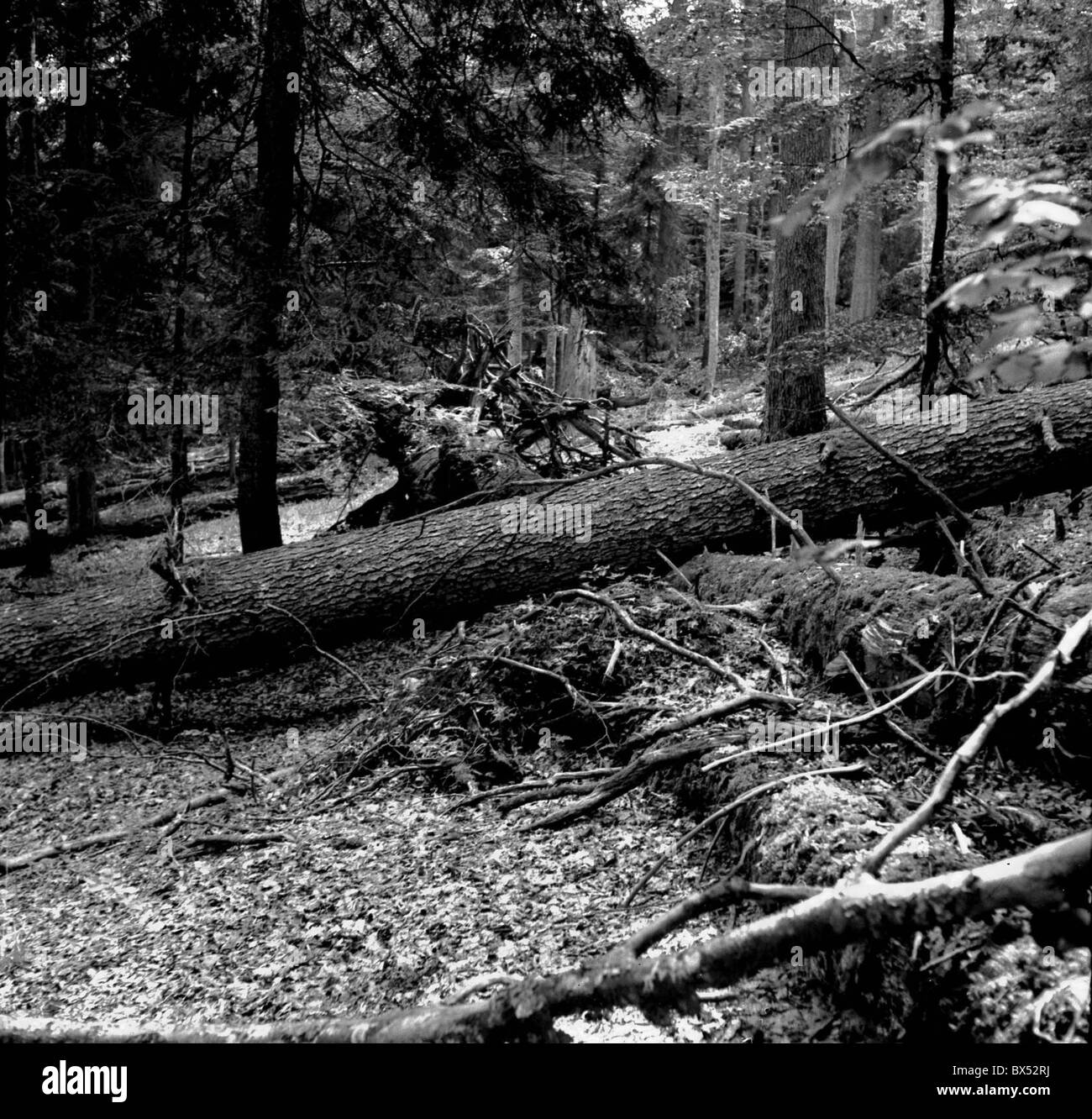 Czechoslovakia 1948. Sumava, old preserved forest at Boubin, a.k.a ...