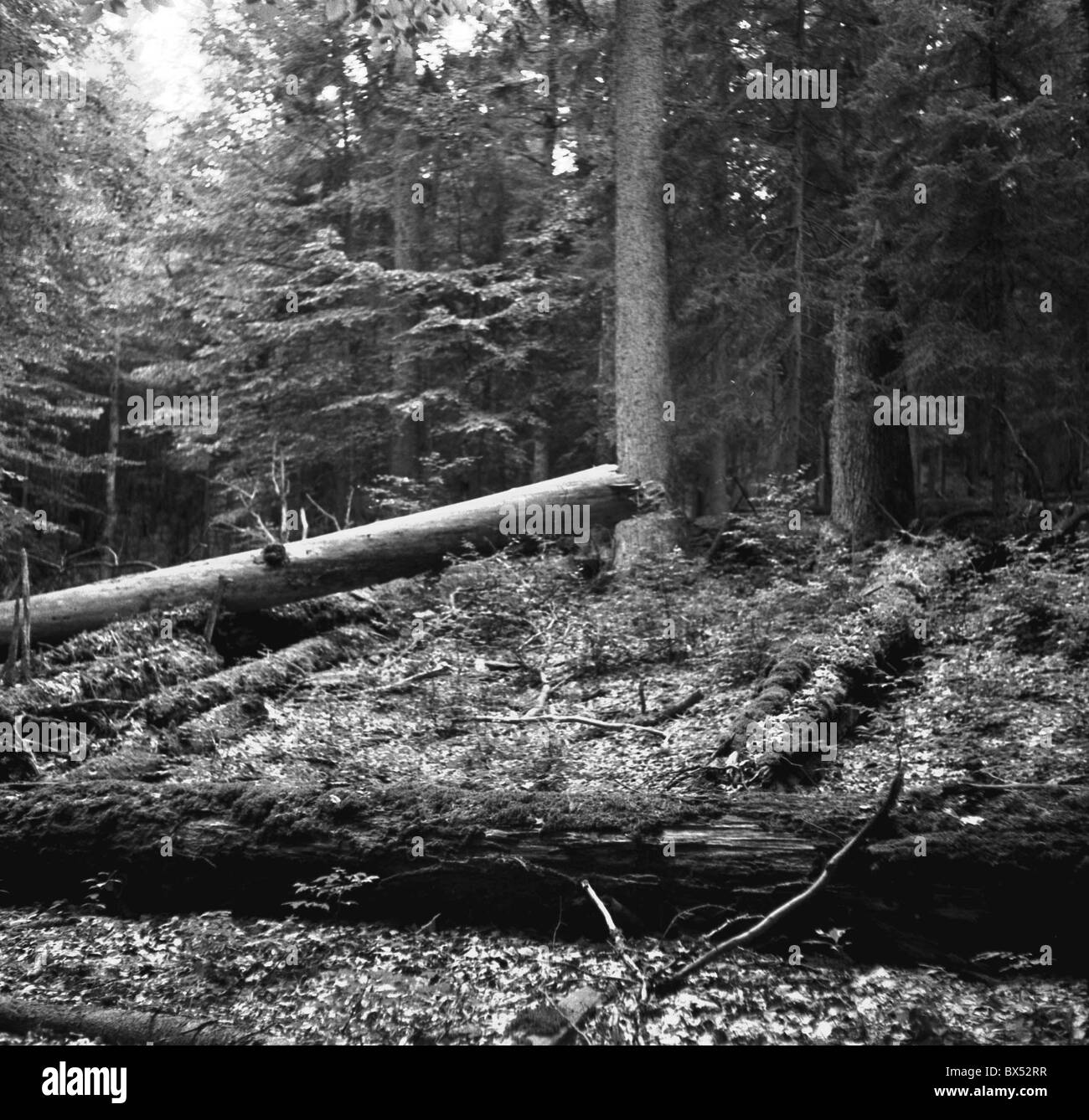 Czechoslovakia 1948. Sumava, old preserved forest at Boubin, a.k.a ...