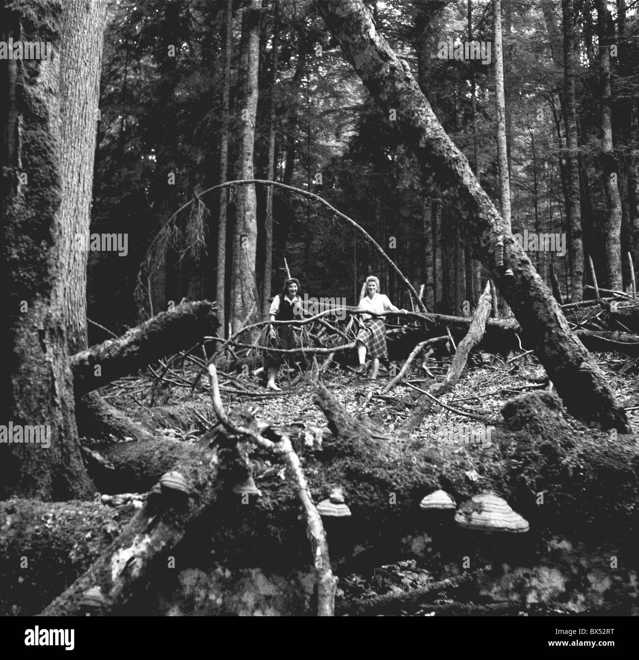 Czechoslovakia 1948. Sumava, woman walks in old preserved forest at ...