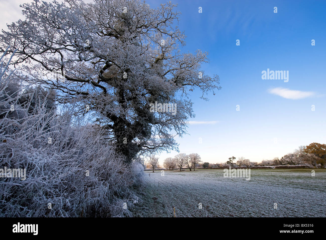 Winter scenes in Somerset, England, UK. Frosty fields and frozen mixed ...