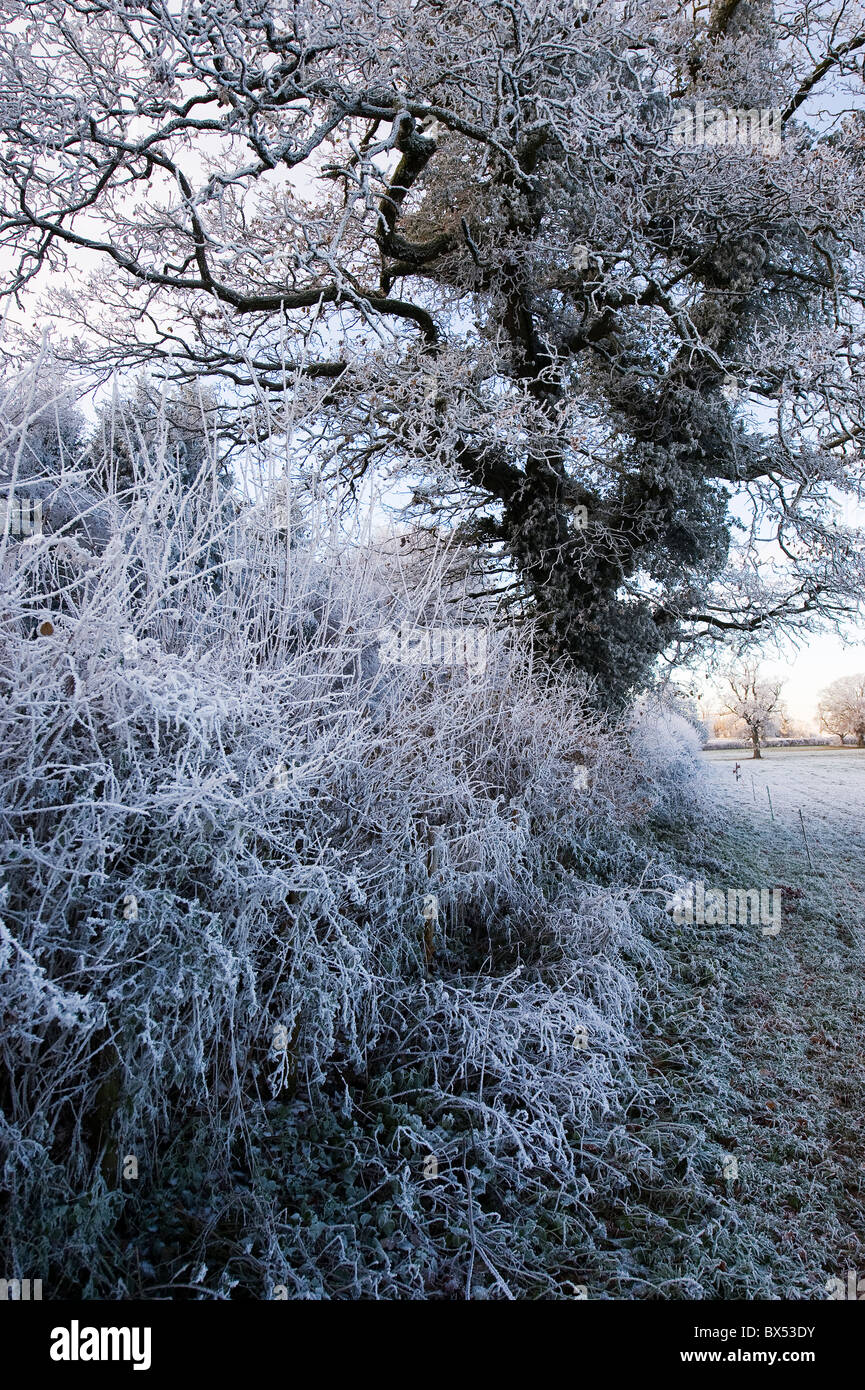 Winter scenes in Somerset, England, UK. Frosty fields and frozen mixed ...