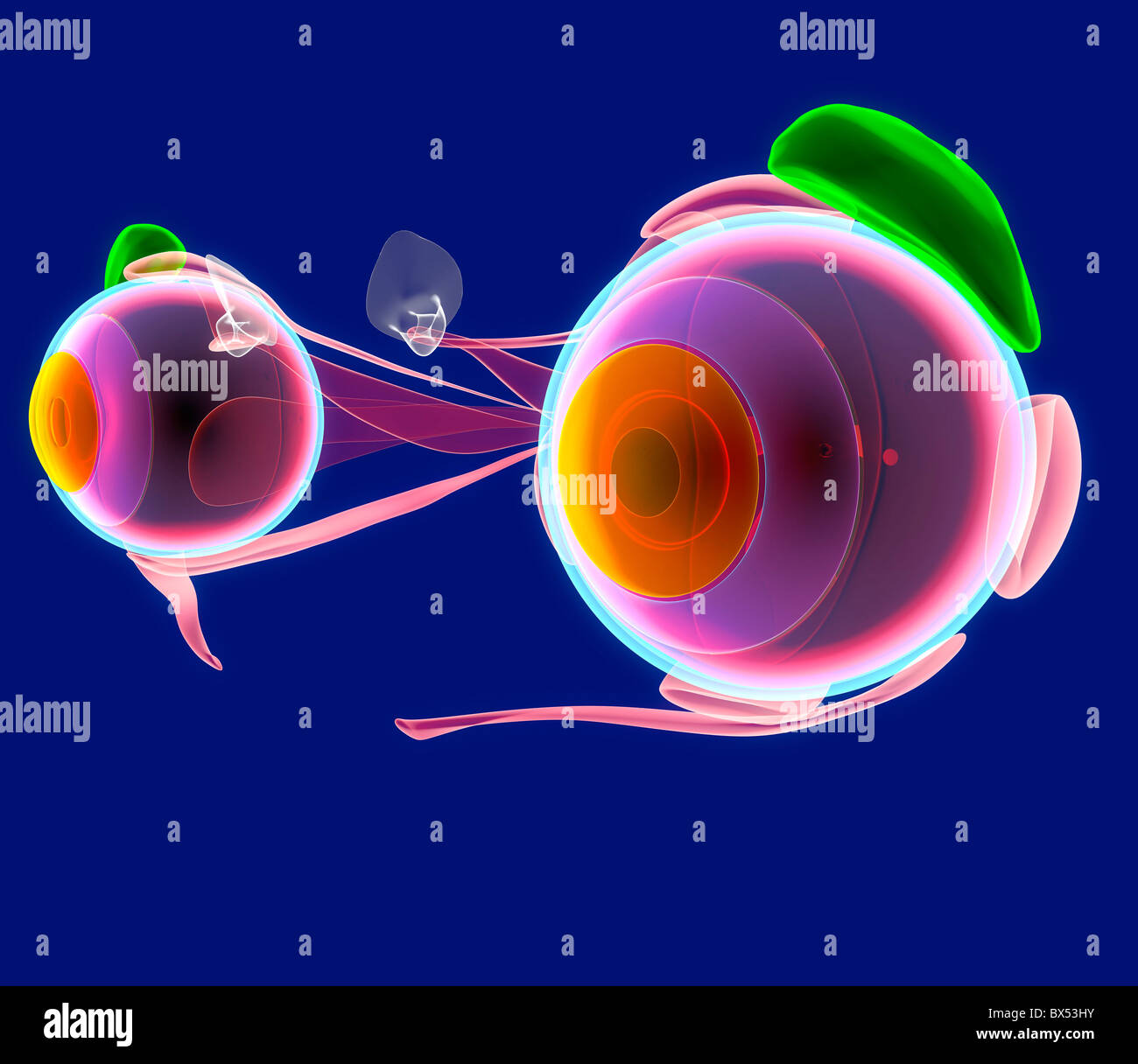 Human eye anatomy, artwork Stock Photo - Alamy