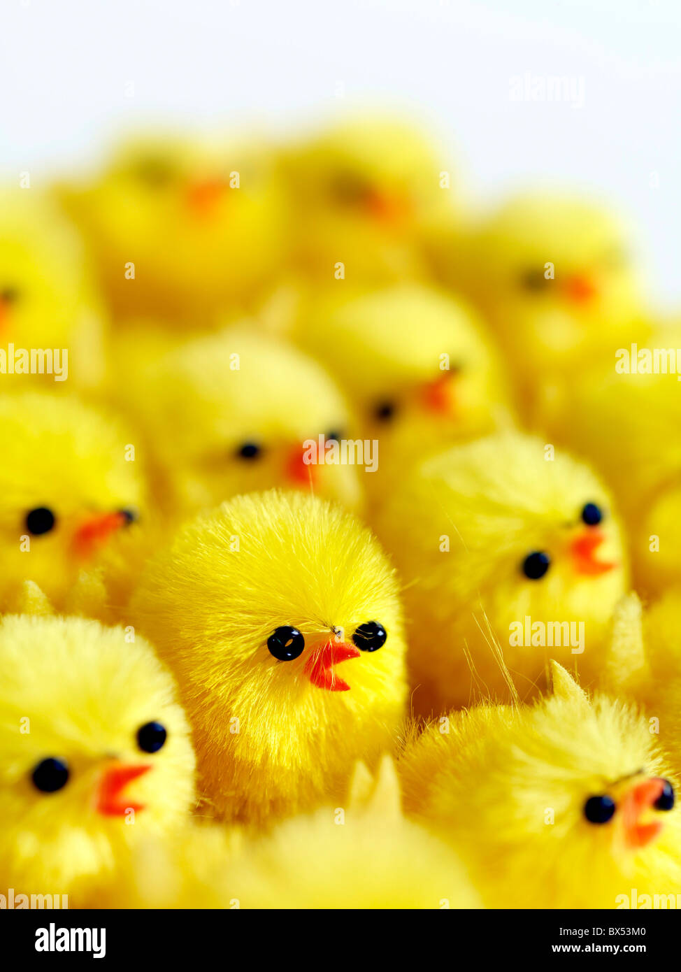 Vibrant chicks hi-res stock photography and images - Alamy